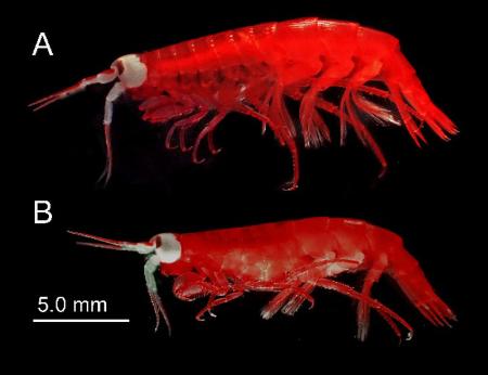 巨大な目の新種のヨコエビ発見｜埼玉新聞｜埼玉の最新ニュース・スポーツ・地域の話題